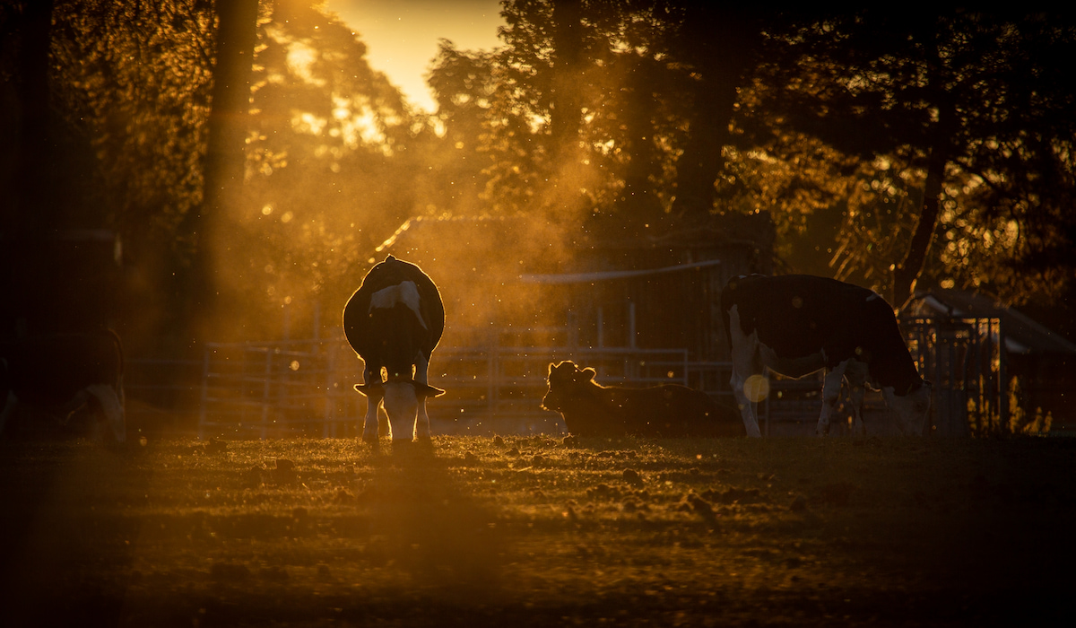 Why Do Cows Moo At Night? - Farmhouse Guide