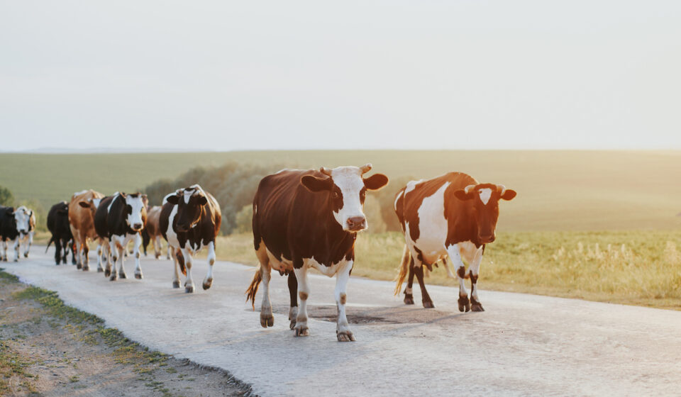 Why Do Cows Moo At Night? - Farmhouse Guide