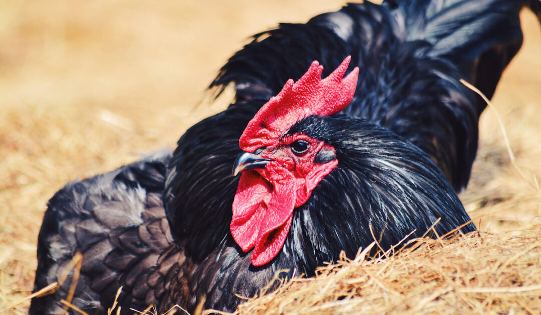 Complete Guide to Chicken Breeds - Incl. Breed Statistics - Farmhouse Guide