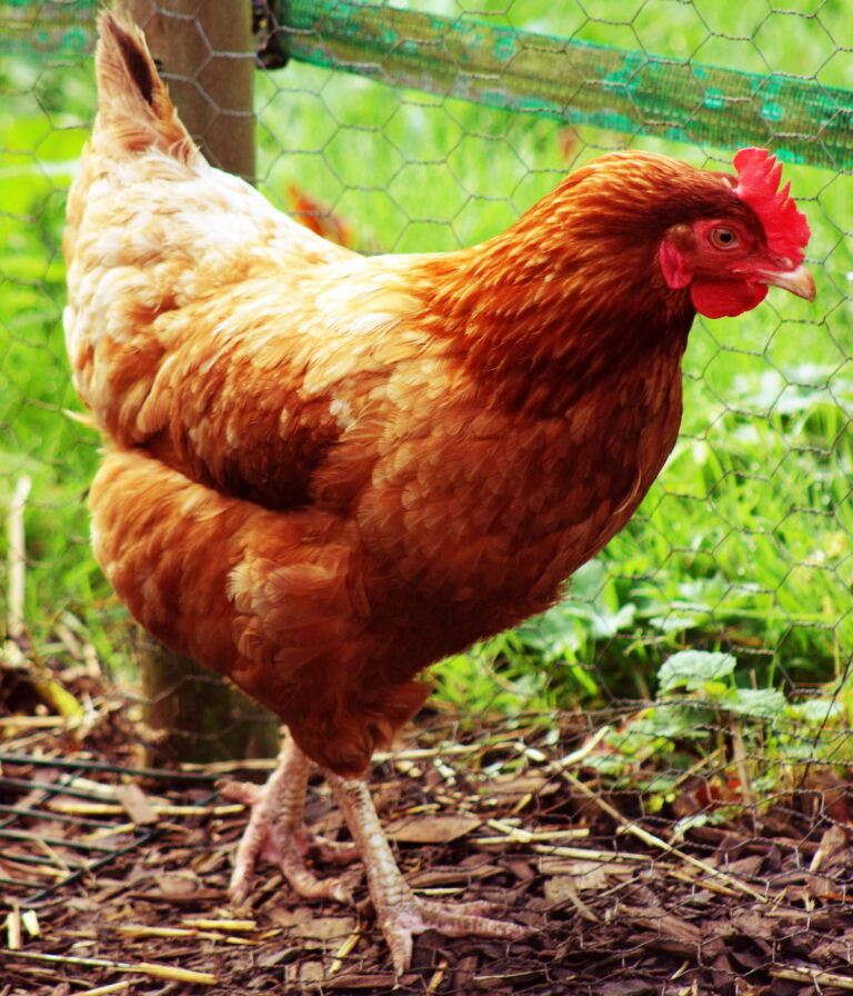 Complete Guide to Chicken Breeds - Incl. Breed Statistics - Farmhouse Guide