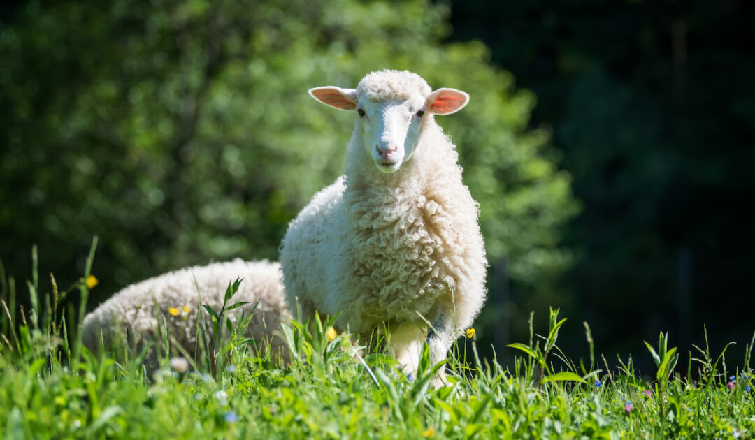 Why Do Sheep Need To Be Sheared? - Farmhouse Guide