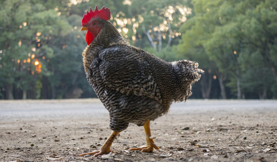 Complete Guide to Chicken Breeds - Incl. Breed Statistics - Farmhouse Guide