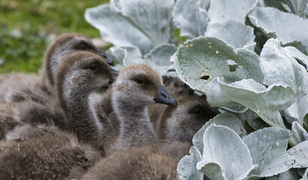 289+ Names for your Baby Goose - Farmhouse Guide