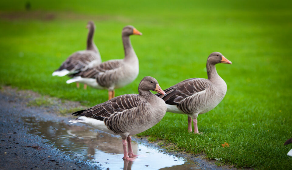 289+ Names for your Baby Goose - Farmhouse Guide