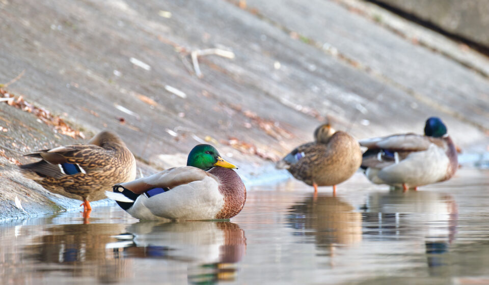 Where Do Ducks Sleep? - Farmhouse Guide