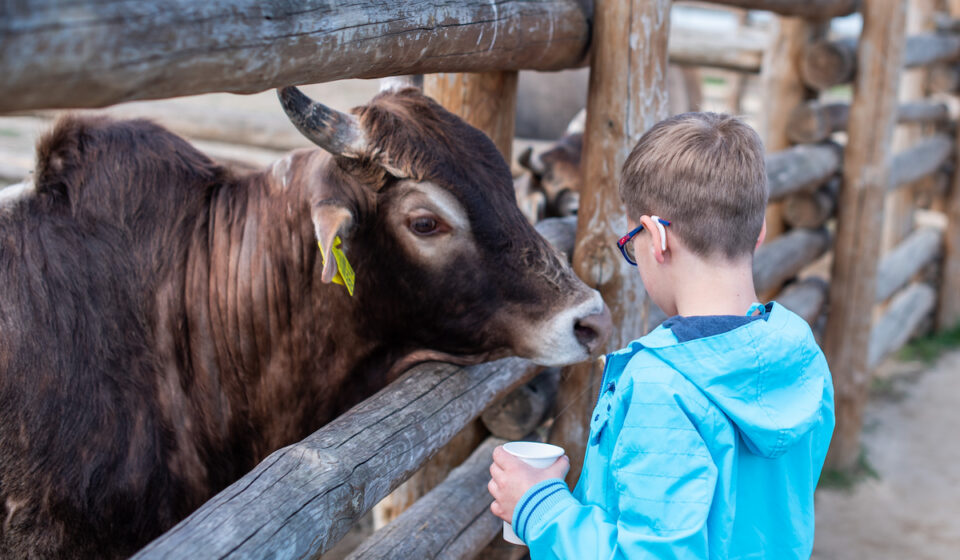 Are Cows Friendly? - Farmhouse Guide
