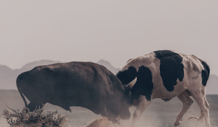 Are Cows Friendly? - Farmhouse Guide