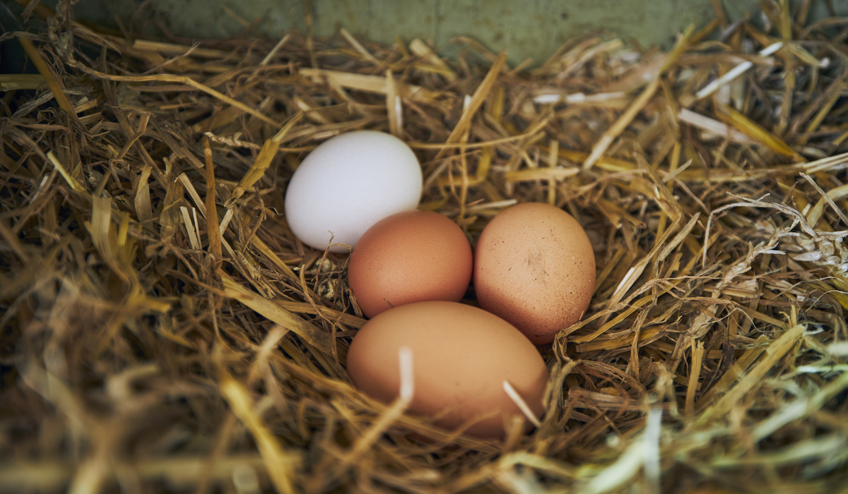 Do Chickens Pee and How Can You Keep Their Eggs Clean? - Farmhouse Guide