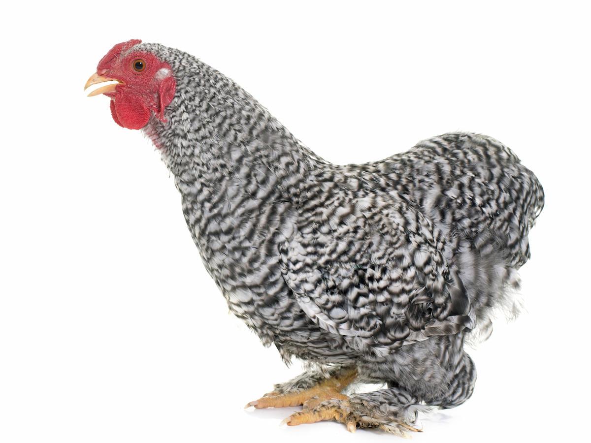 11 Beautiful Black and White Chicken Breeds - Farmhouse Guide