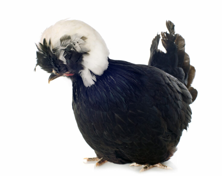 11 Beautiful Black and White Chicken Breeds - Farmhouse Guide