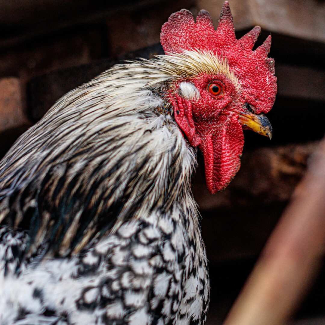 11 Beautiful Black and White Chicken Breeds - Farmhouse Guide