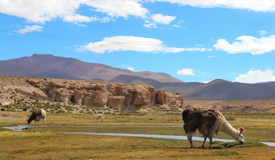 What Do Llamas Eat? - Farmhouse Guide