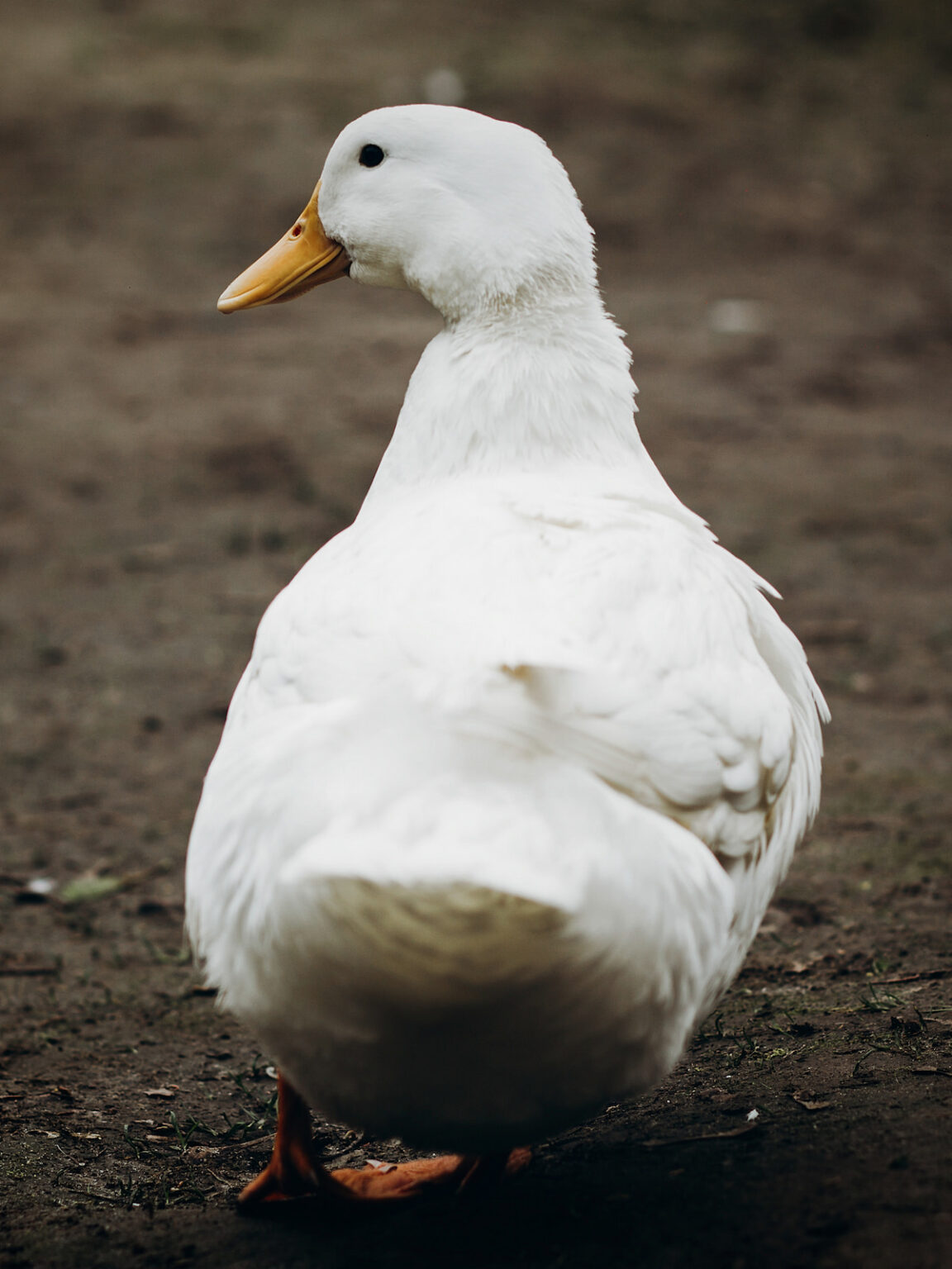 Do Ducks Pee? - A look at the Duck Excretory System - Farmhouse Guide