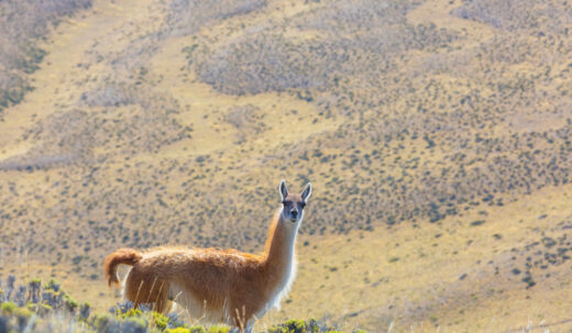 What Do Llamas Eat? - Farmhouse Guide