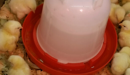 List of Reasons Your Chicks are Chirping (And What to do about it ...