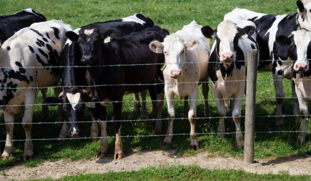 3 Reasons Cows Chew Wood and Eat Bark - Farmhouse Guide