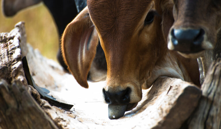 Why Do Cows Need Salt? - Farmhouse Guide