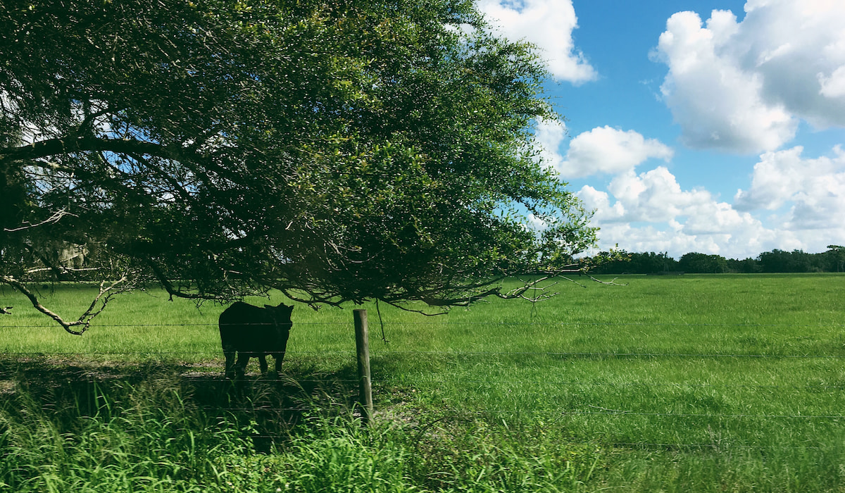 Do Cows Sweat? Tips for Keeping Your Cows Cool - Farmhouse Guide