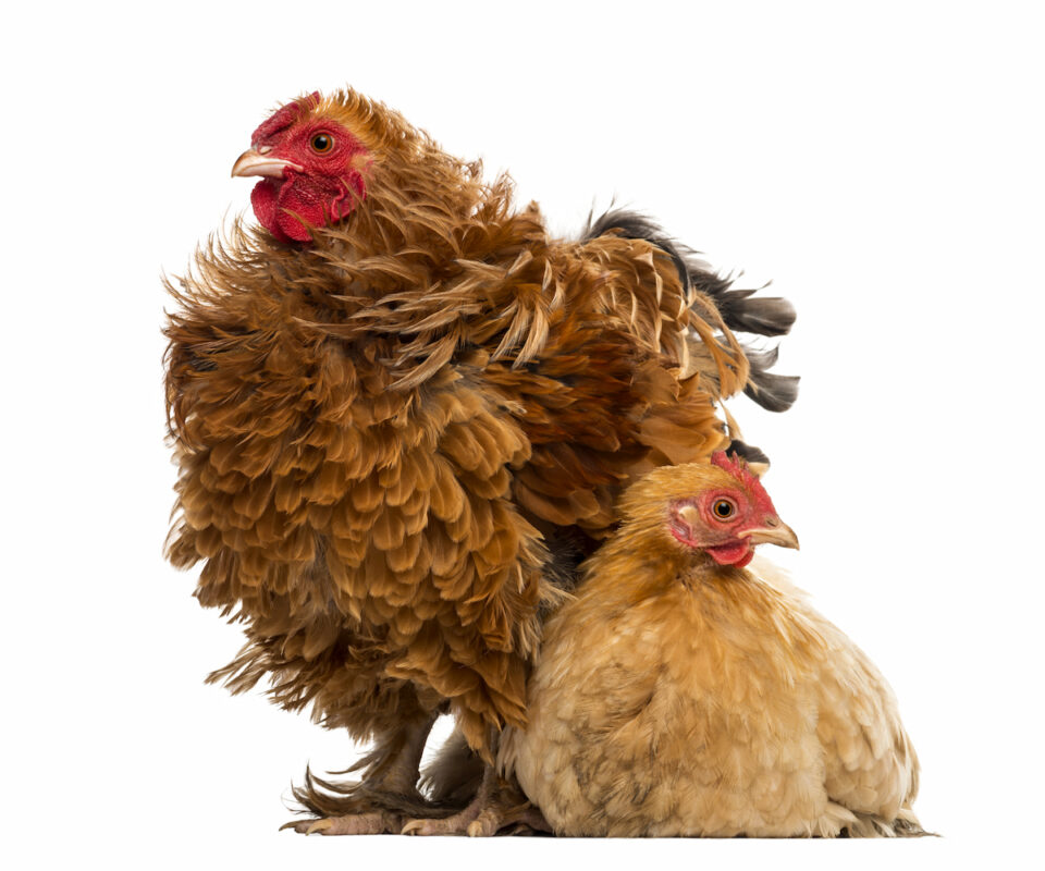 An Ultimate Guide to Yellow Chicken Breeds - Farmhouse Guide