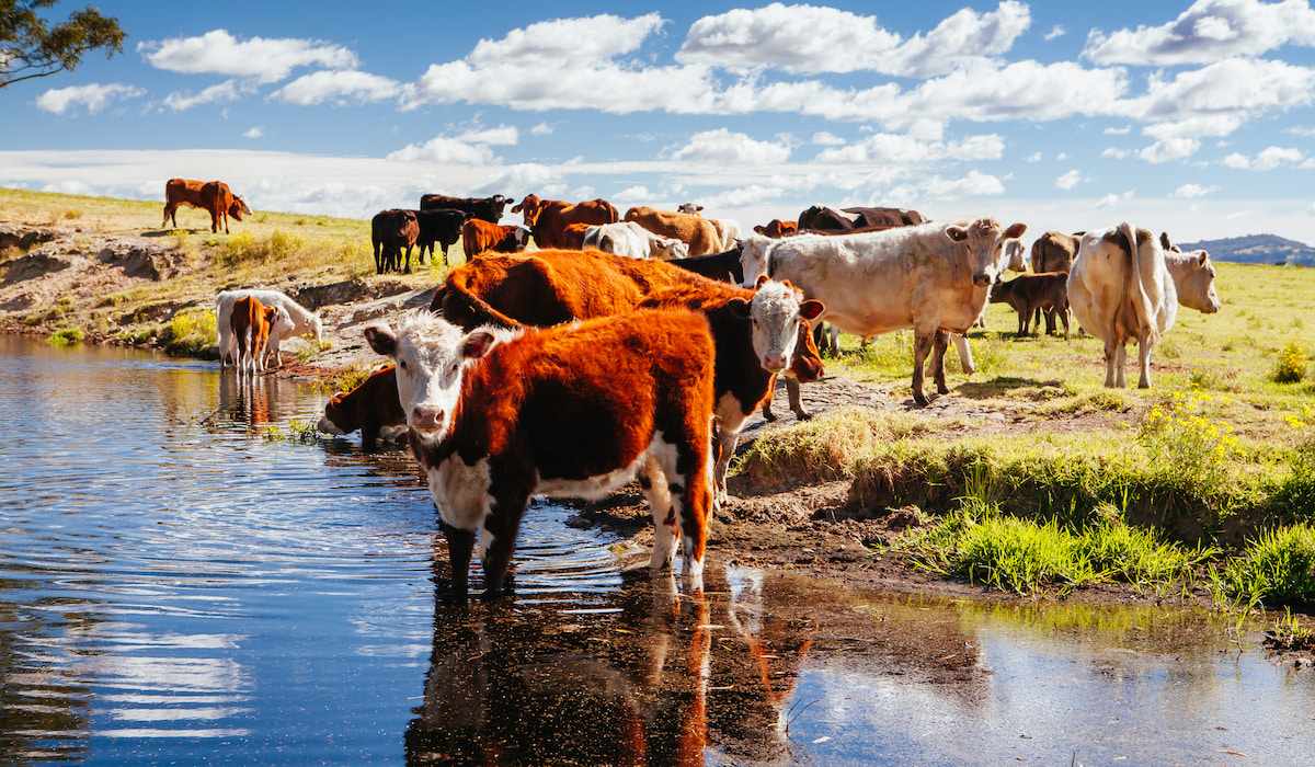 Do Cows Sweat? Tips for Keeping Your Cows Cool - Farmhouse Guide