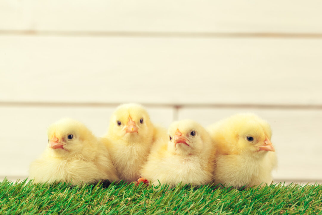 List of Reasons Your Chicks are Chirping (And What to do about it ...