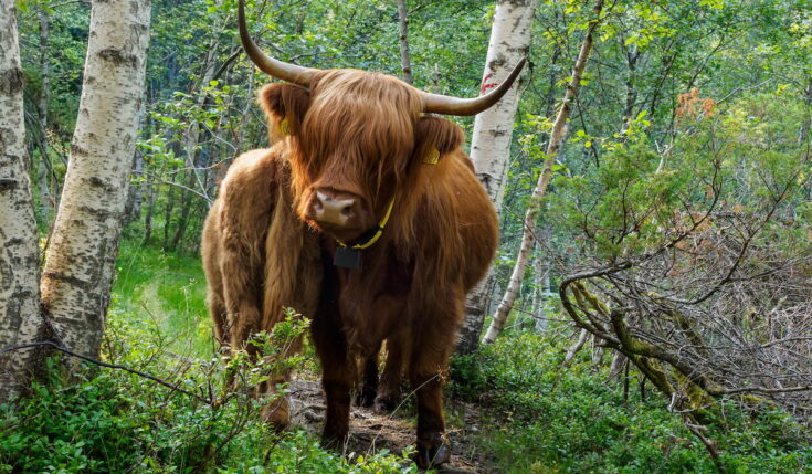 Do Cows Sweat? Tips for Keeping Your Cows Cool - Farmhouse Guide