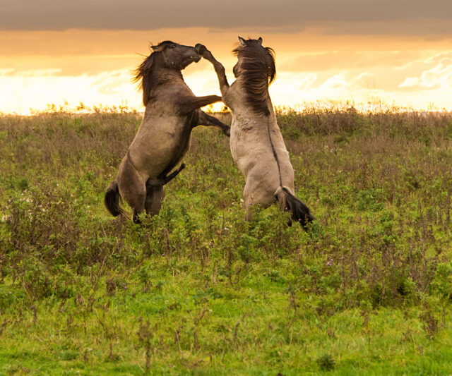Ways Horses Protect Themselves: Flight & Fight - Farmhouse Guide