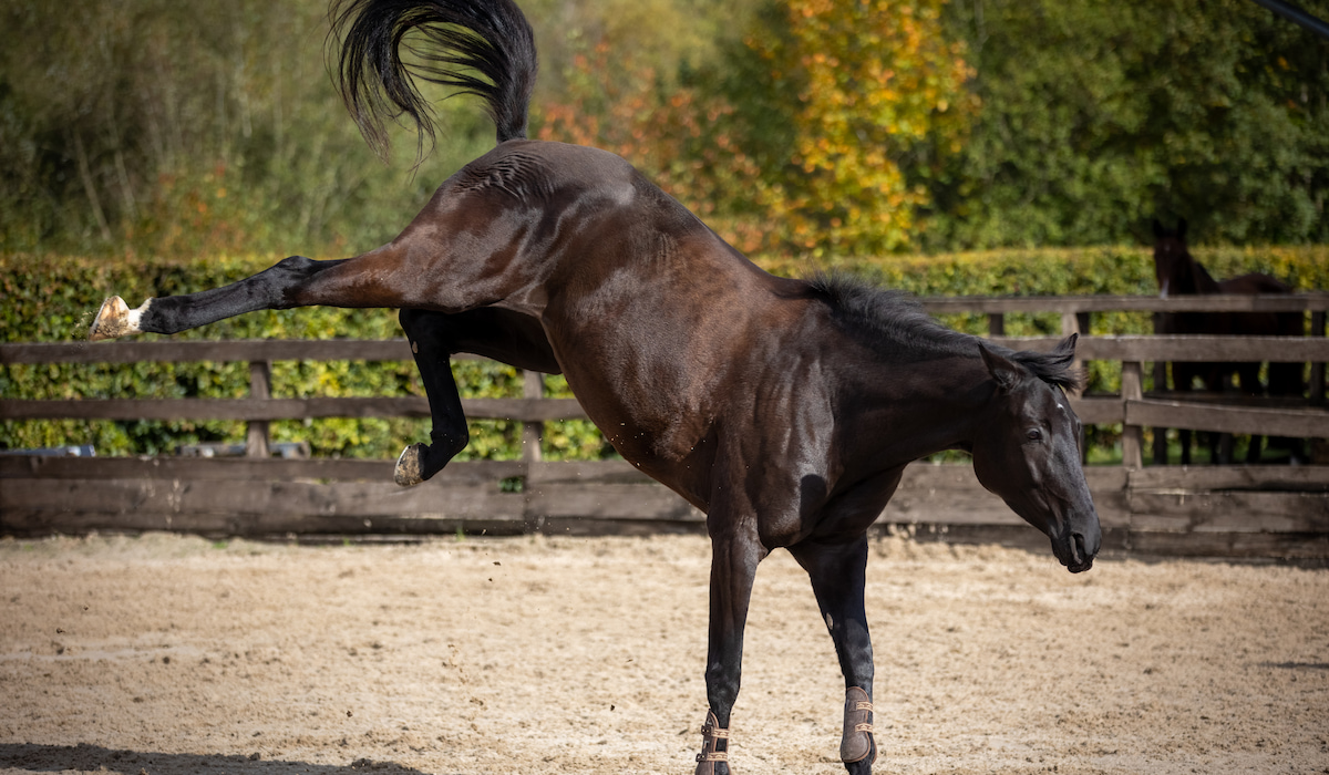 Ways Horses Protect Themselves: Flight & Fight - Farmhouse Guide