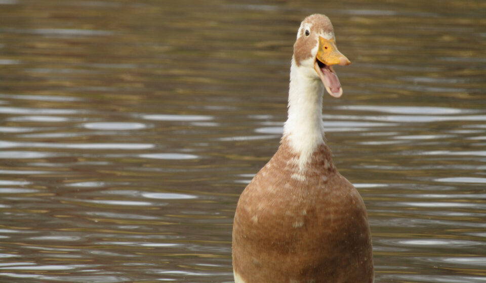Step-by-Step Guide for Raising Ducklings - Farmhouse Guide