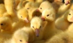 Step-by-Step Guide for Raising Ducklings - Farmhouse Guide