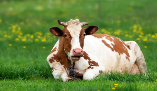 Does a Cow Have Two Stomachs? A Look at Cow Digestion - Farmhouse Guide