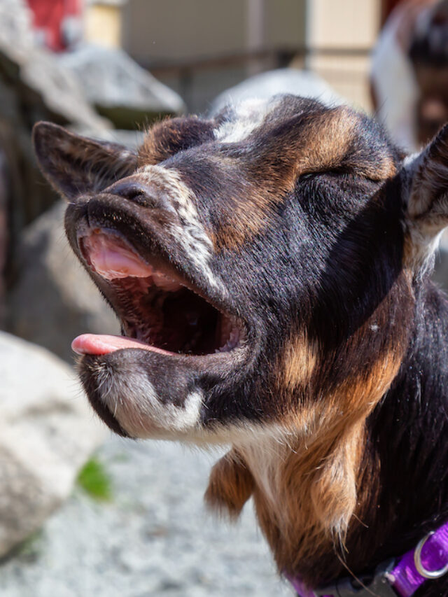 When Your Goat May Have Eaten/Been Exposed to Poison - Farmhouse Guide