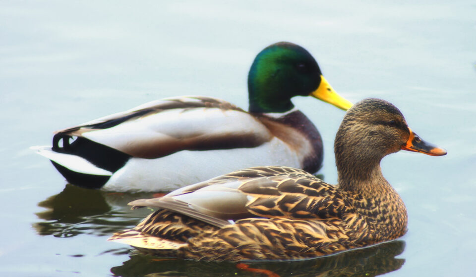 Interesting Facts About How Ducks Mate - Farmhouse Guide