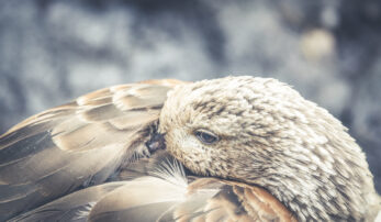 What Temperature is Too Cold for Ducks? - Farmhouse Guide