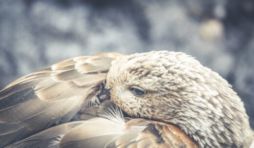 What Temperature is Too Cold for Ducks? - Farmhouse Guide