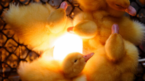 What Temperature is Too Cold for Ducks? - Farmhouse Guide