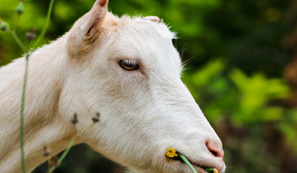 Goat Behavior: Why They Paw, Stomp, Bite, Headbutt and Act Out ...