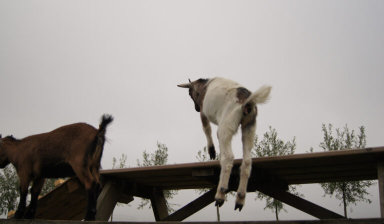 Goat Behavior: Why They Paw, Stomp, Bite, Headbutt and Act Out ...