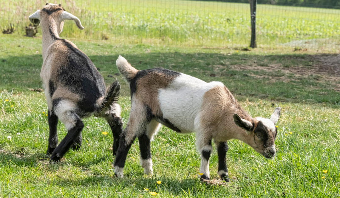 Goat Behavior: Why They Paw, Stomp, Bite, Headbutt and Act Out ...