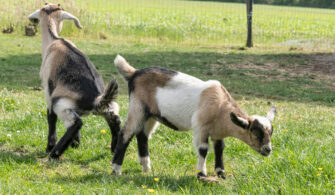 Goat Behavior: Why They Paw, Stomp, Bite, Headbutt and Act Out ...