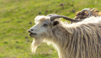 Goat Behavior: Why They Paw, Stomp, Bite, Headbutt and Act Out ...