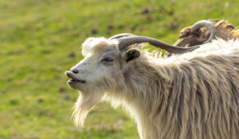 Goat Behavior: Why They Paw, Stomp, Bite, Headbutt and Act Out ...