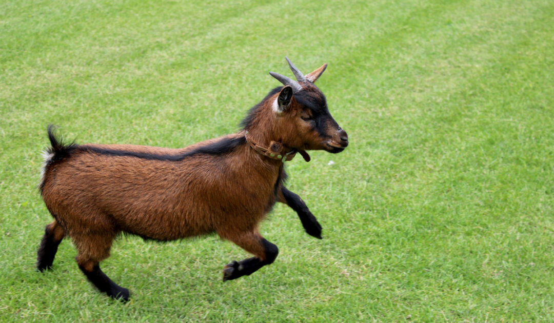 Goat Behavior: Why They Paw, Stomp, Bite, Headbutt and Act Out ...