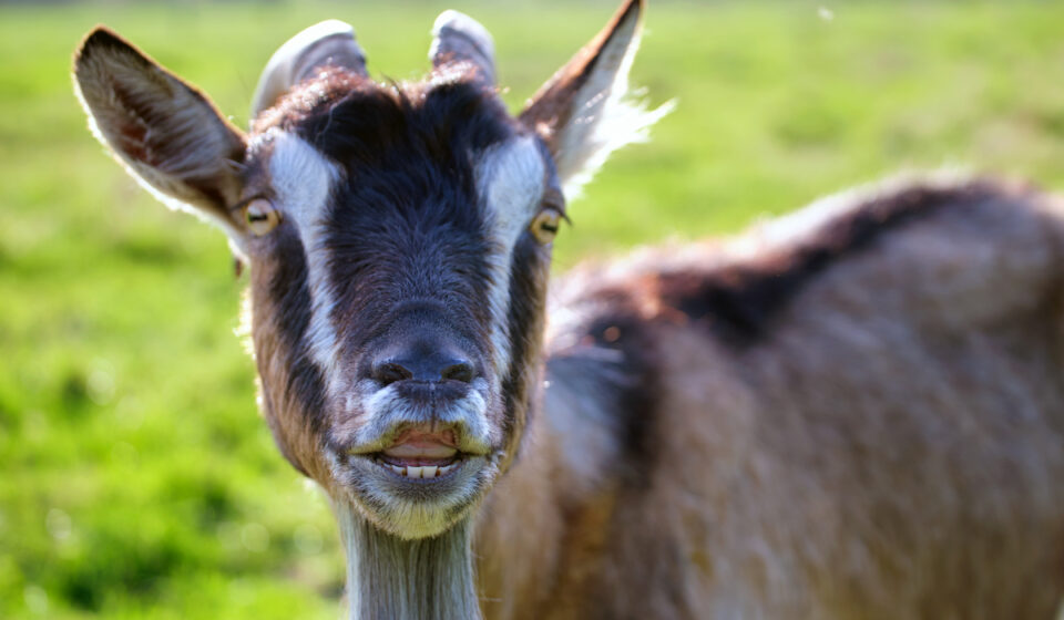 Do Goats Have Top Teeth? - Farmhouse Guide