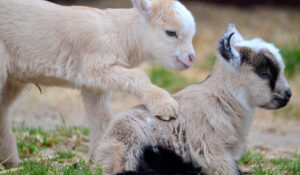 Goat Behavior: Why They Paw, Stomp, Bite, Headbutt and Act Out ...