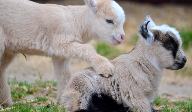 Goat Behavior: Why They Paw, Stomp, Bite, Headbutt and Act Out ...