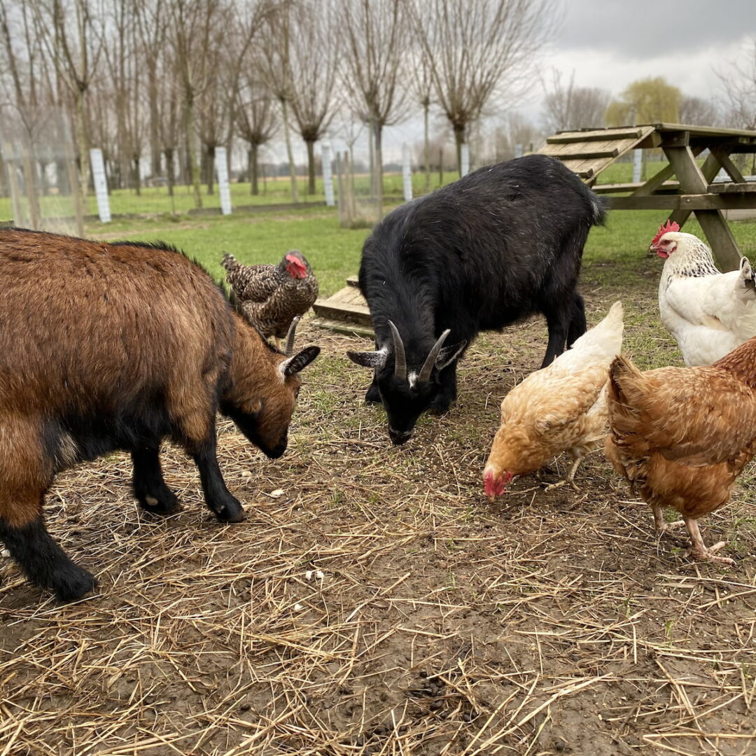 Can You Have Just One Goat? - Farmhouse Guide