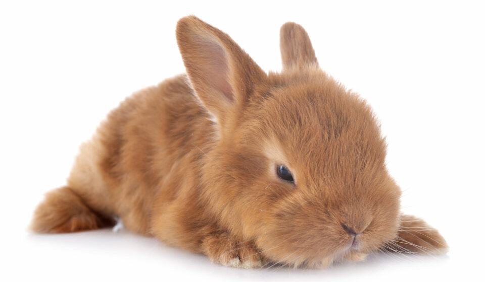 Feeding Baby Rabbits - Is Cow Milk Safe? - Farmhouse Guide