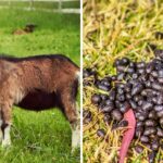How to Clean Goat Poop | Farmhouse Guide