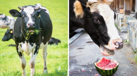 3 Reasons Cows Chew Wood and Eat Bark | Farmhouse Guide